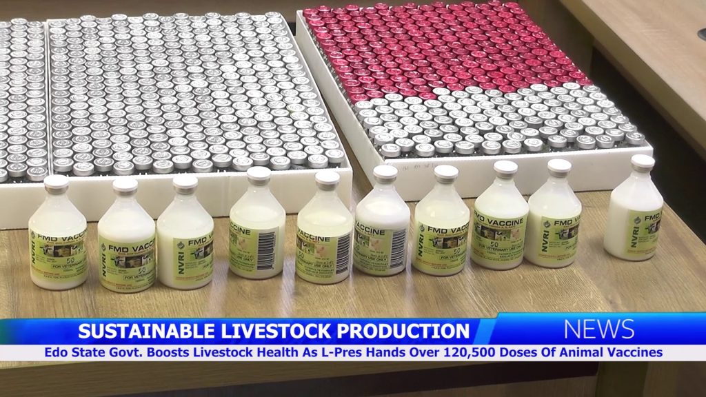 Edo State Govt. Boosts Livestock Health As L-Pres Hands Over 120,500 ...